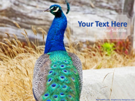 Free Peacock Template - Download Free PowerPoint PPT