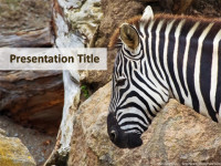Free Zebra PowerPoint Templates - MyFreePPT.com