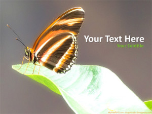 Free Beautiful Butterfly PowerPoint Template - Download Free PowerPoint PPT