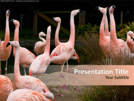 Free Alligator PowerPoint Template - Download Free PowerPoint PPT