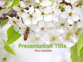 Free Honey Bee PowerPoint Template - Download Free PowerPoint PPT