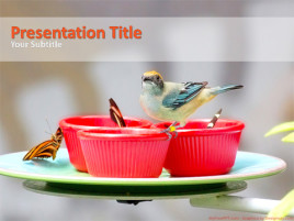 Bird Feeding PowerPoint Template - Download Free PowerPoint PPT