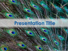 Free Peacock Feather PowerPoint Templates - MyFreePPT.com