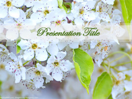 Free White Flowers PowerPoint Template - Download Free PowerPoint PPT