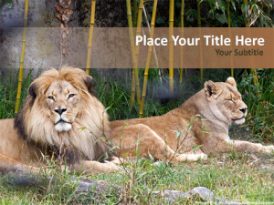 Free Wild Lions PowerPoint Template - Download Free PowerPoint PPT
