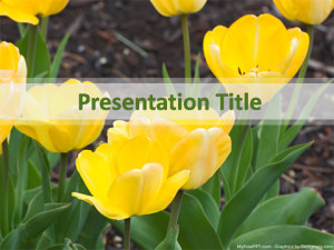 Free Yellow Tulip Flowers PowerPoint Template - Download Free ...