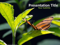 Free Insect PowerPoint Templates - MyFreePPT.com