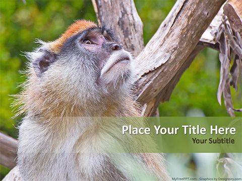 Free Patas Monkey PowerPoint Templates - MyFreePPT.com