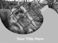 Free Monkey PowerPoint Templates - MyFreePPT.com