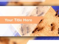 Free Insect PowerPoint Templates - MyFreePPT.com