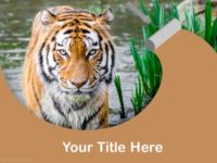Free Tiger PowerPoint Templates - MyFreePPT.com