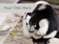 Free Fox PPT Template - Download Free PowerPoint PPT