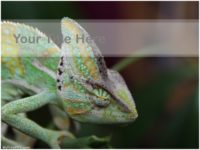 Free lizard PowerPoint Templates - MyFreePPT.com