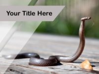 Free Alligator PowerPoint Template - Download Free PowerPoint PPT