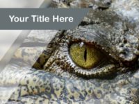 Free Crocodile PowerPoint Templates - MyFreePPT.com
