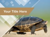Free Turtle PowerPoint Templates - MyFreePPT.com