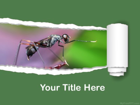 Free entomology PowerPoint Templates - MyFreePPT.com