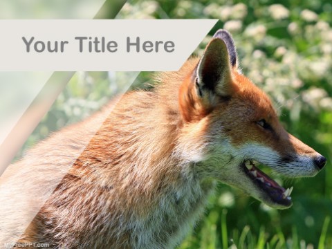 Free Fox PPT Template - Download Free PowerPoint PPT
