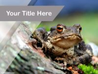 Free frog PowerPoint Templates - MyFreePPT.com