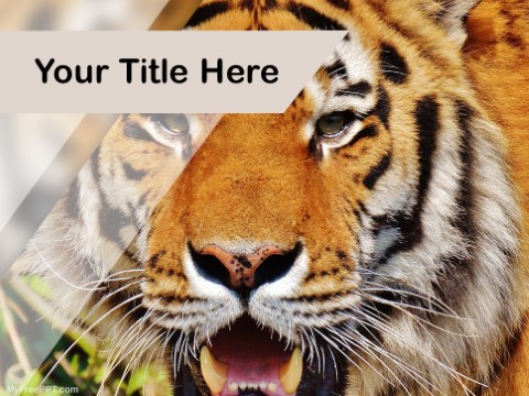Free Tiger PowerPoint Templates - MyFreePPT.com