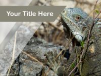 Free Reptile PowerPoint Templates - MyFreePPT.com