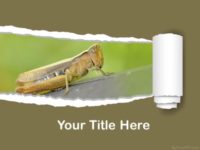 Free Insect PowerPoint Templates - MyFreePPT.com