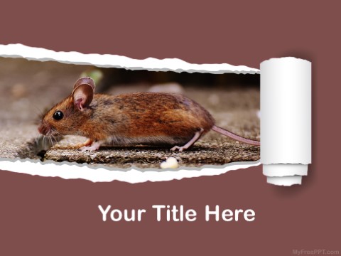 Free Mouse PowerPoint Templates - MyFreePPT.com