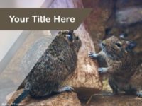 Free Fox PPT Template - Download Free PowerPoint PPT