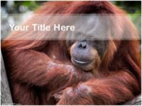 Free Fox PPT Template - Download Free PowerPoint PPT