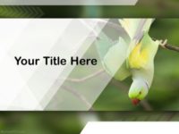 Free Cute Bird PowerPoint Template - Download Free PowerPoint PPT