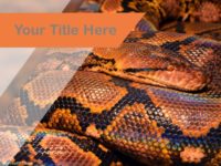 Free Snake PowerPoint Templates - MyFreePPT.com
