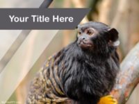 Free Monkey PowerPoint Templates - MyFreePPT.com