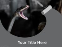 Free Reptile PowerPoint Templates - MyFreePPT.com