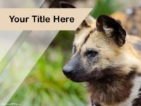 Free african wild dog PowerPoint Templates - MyFreePPT.com
